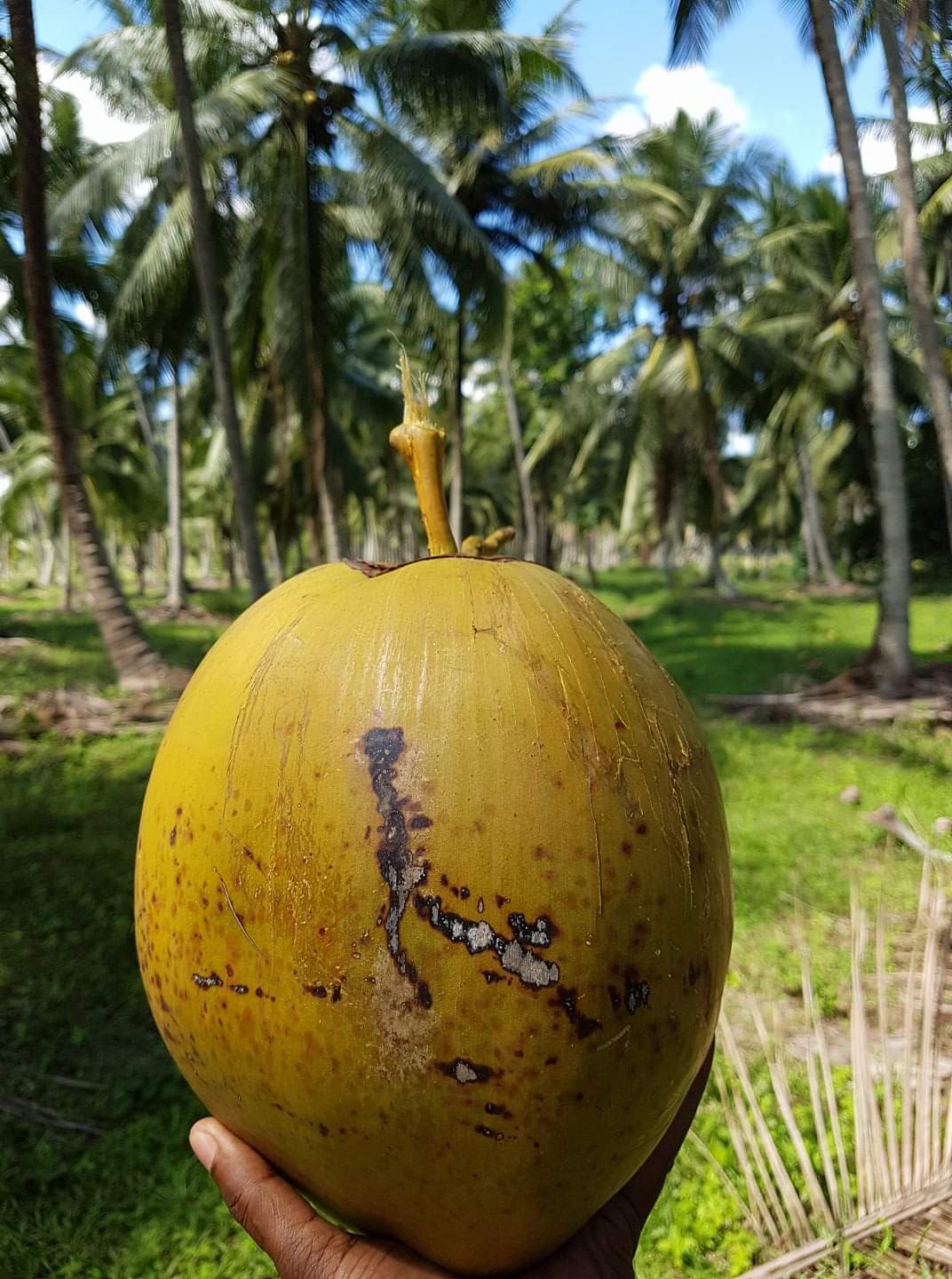 Coconuts – KKG Coco Lanka